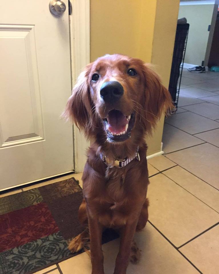 Golden Ridge Hi-Breds – Golden Irish puppies for Sale by Golden Ridge ...