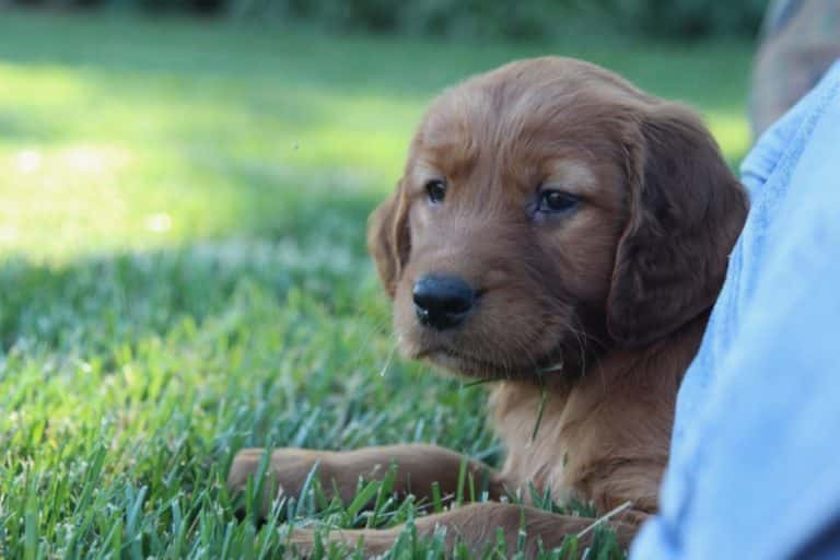 Golden Ridge Hi-Breds – Golden Irish puppies for Sale by Golden Ridge ...