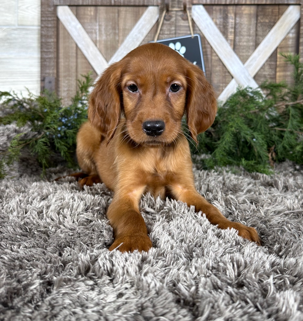 Golden Ridge Hi-Breds – Golden Irish puppies for Sale by Golden Ridge ...